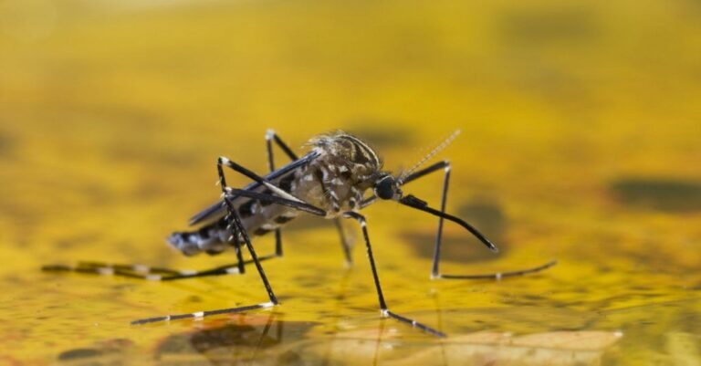 Yellow Fever: Symptoms and Prevention - Portal Kesihatan No.1